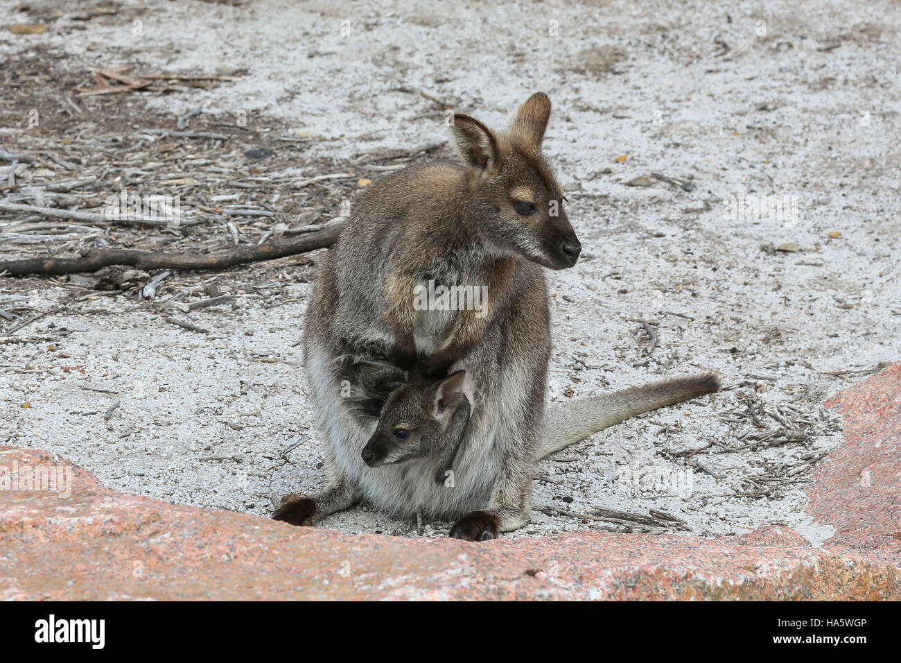 Wallaby with young in pouch in Freycinet National Park, Tasmania Stock ...