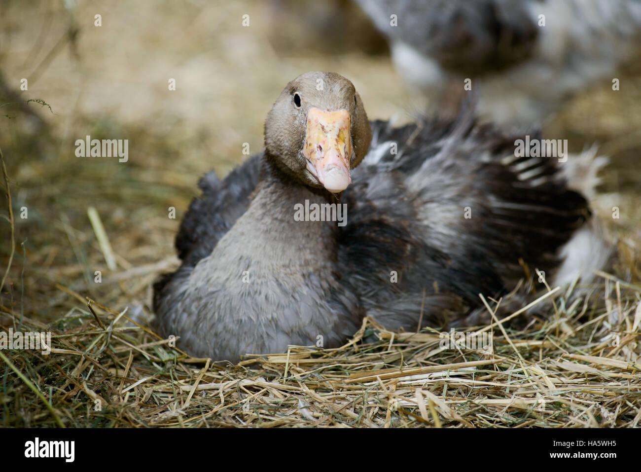 Geese at a farm Stock Photo - Alamy