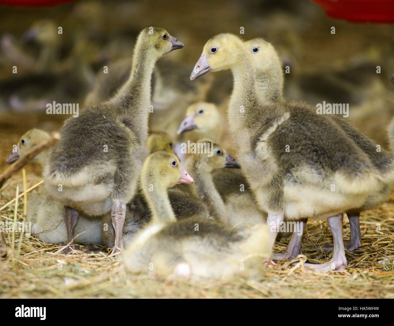 Geese at a farm Stock Photo - Alamy