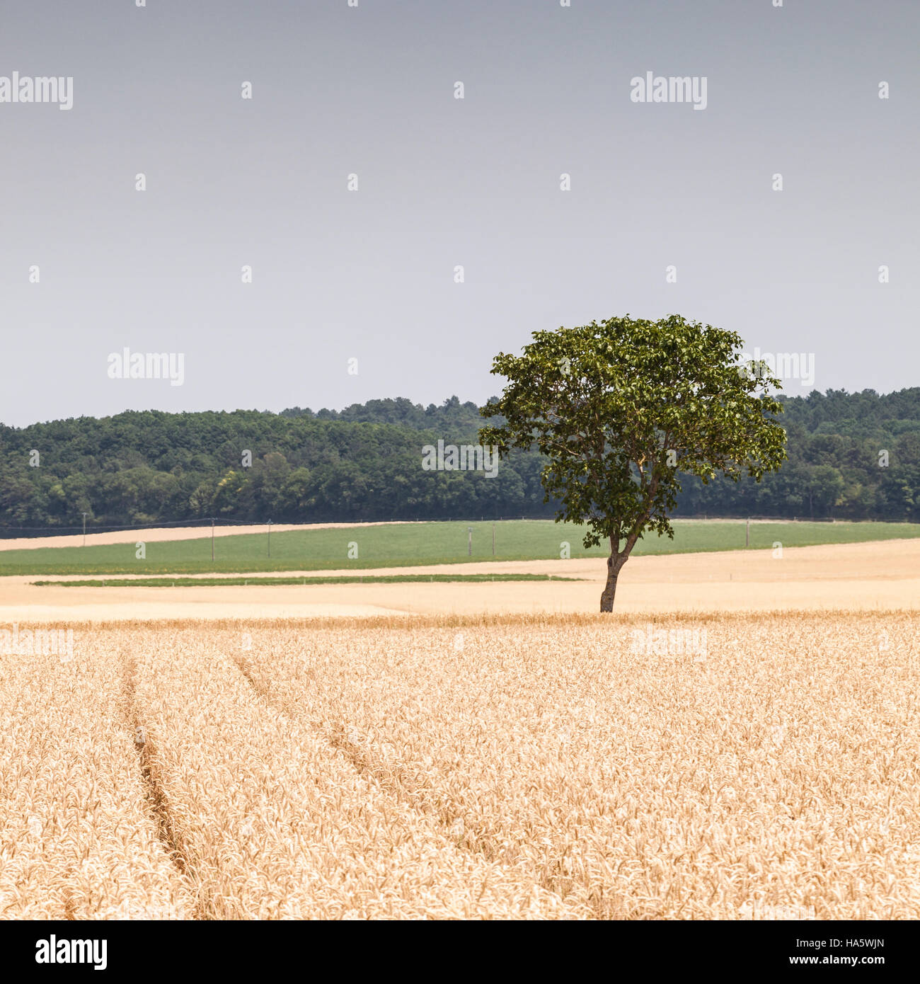 Single tree in the field hi-res stock photography and images - Alamy