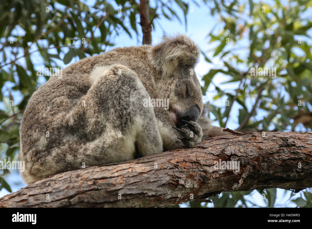 Australian Koala bear sleeping in a tree on Magnetic Island, Queensland ...