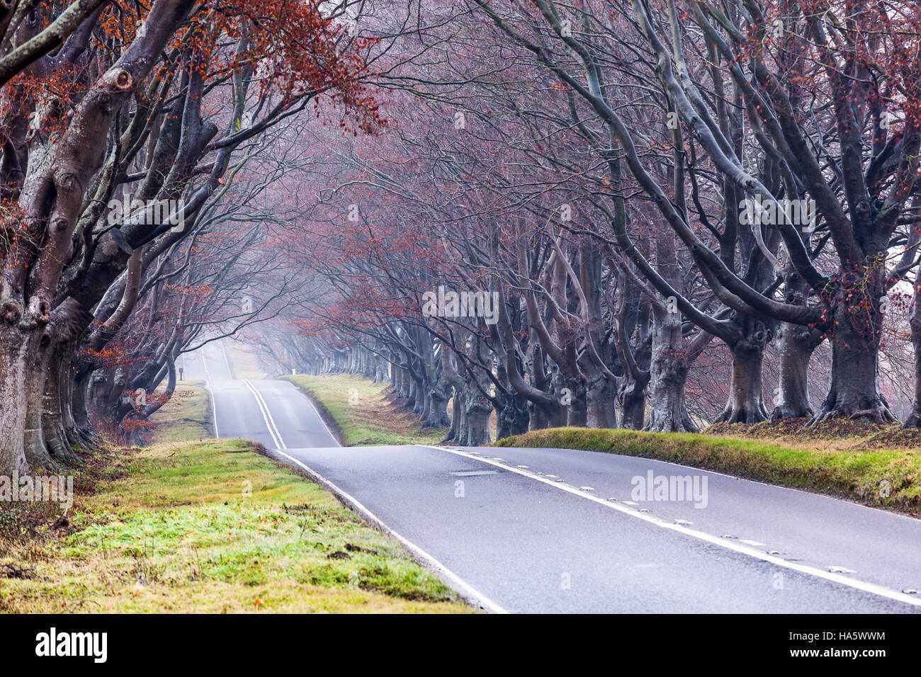The avenue of beech trees at Kingston Lacy in Dorset Stock Photo - Alamy