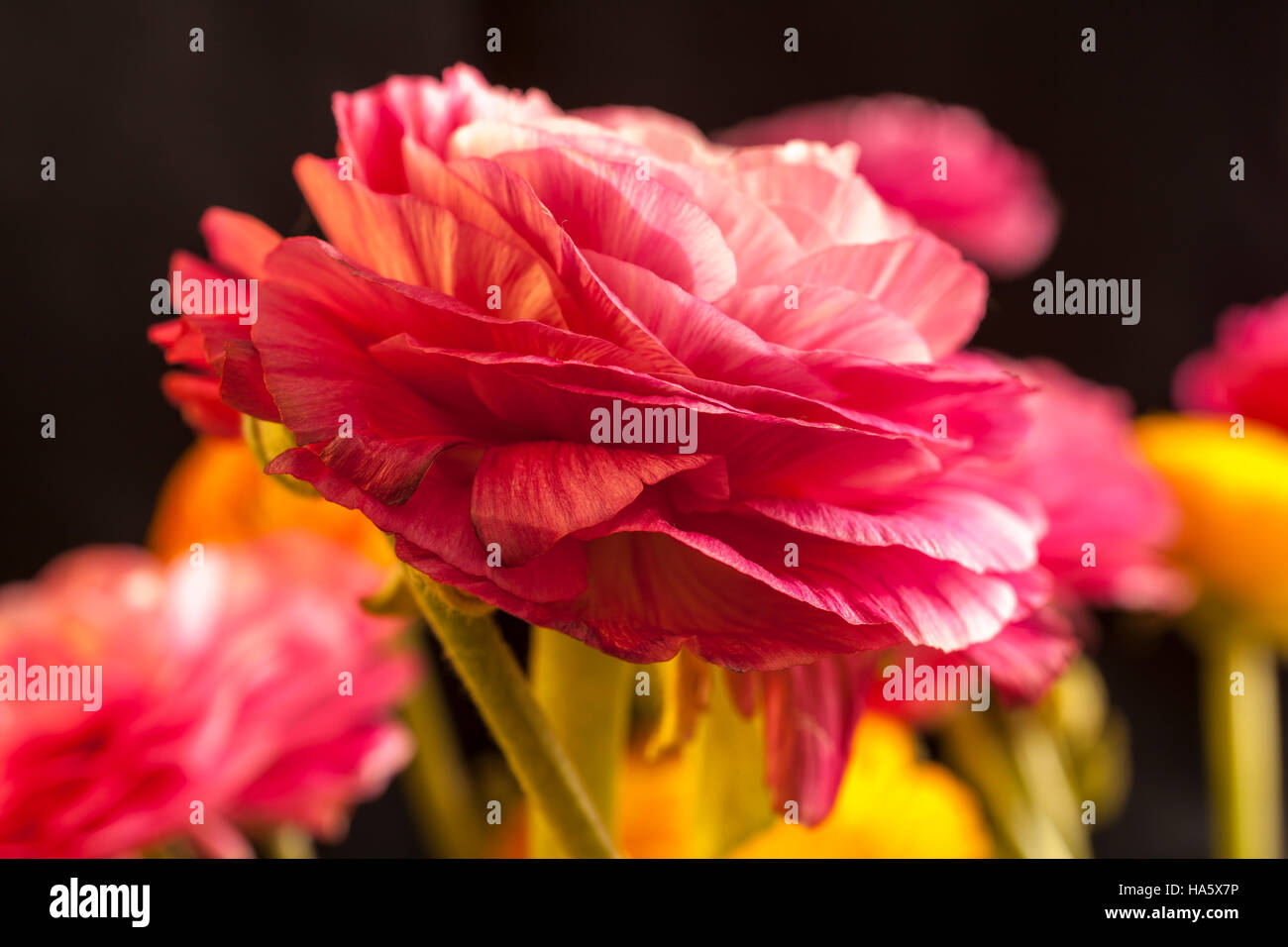 A beautiful Ranunculus flower in close-up detail Stock Photo - Alamy