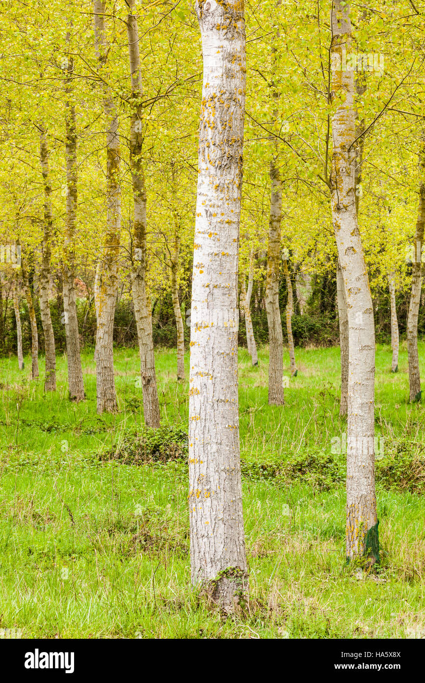 Plantation of plane trees in France Stock Photo - Alamy