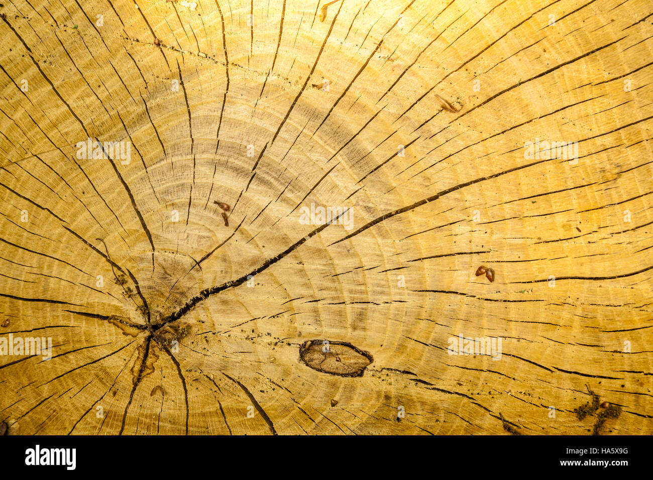 Life circle of tree hi-res stock photography and images - Alamy