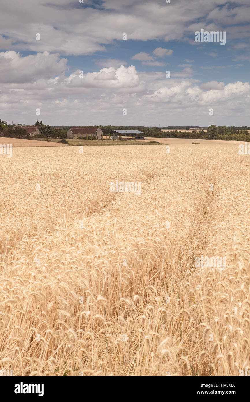 Corn field france hi-res stock photography and images - Alamy