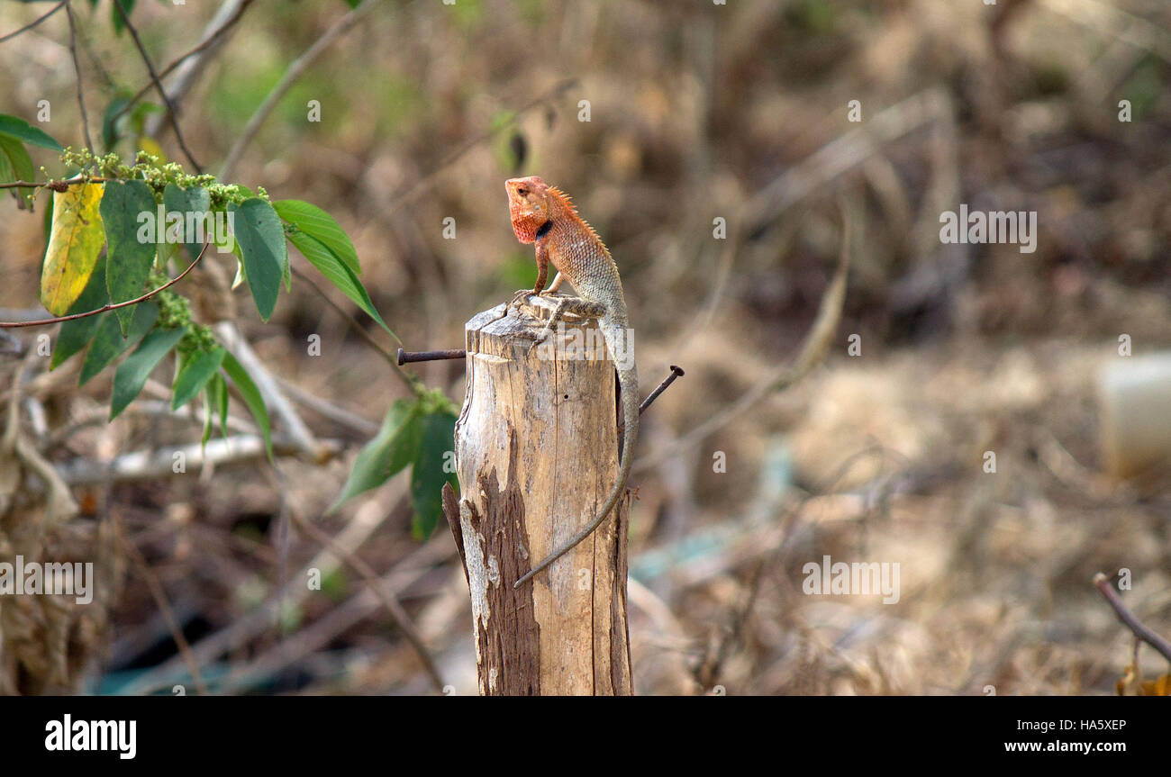 Lizard warming in the early morning sun Stock Photo - Alamy