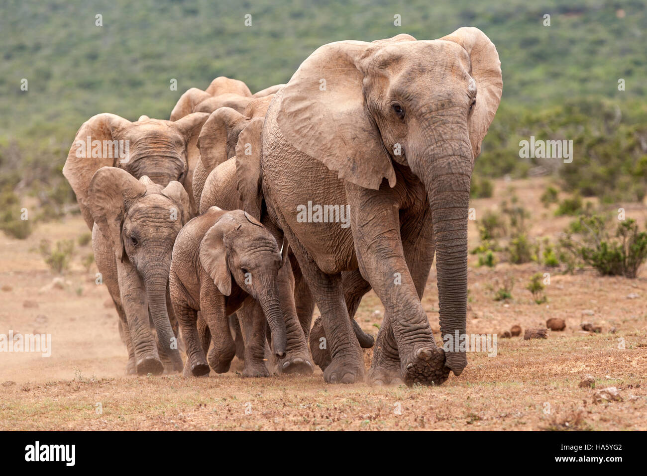 Elephants walking hi-res stock photography and images - Alamy