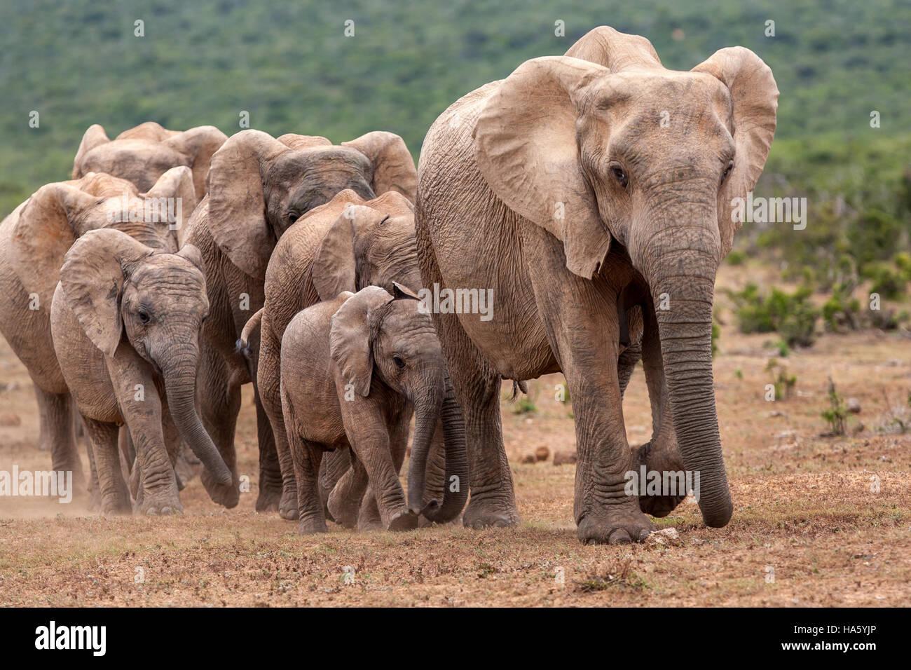 Elephants walking hi-res stock photography and images - Alamy