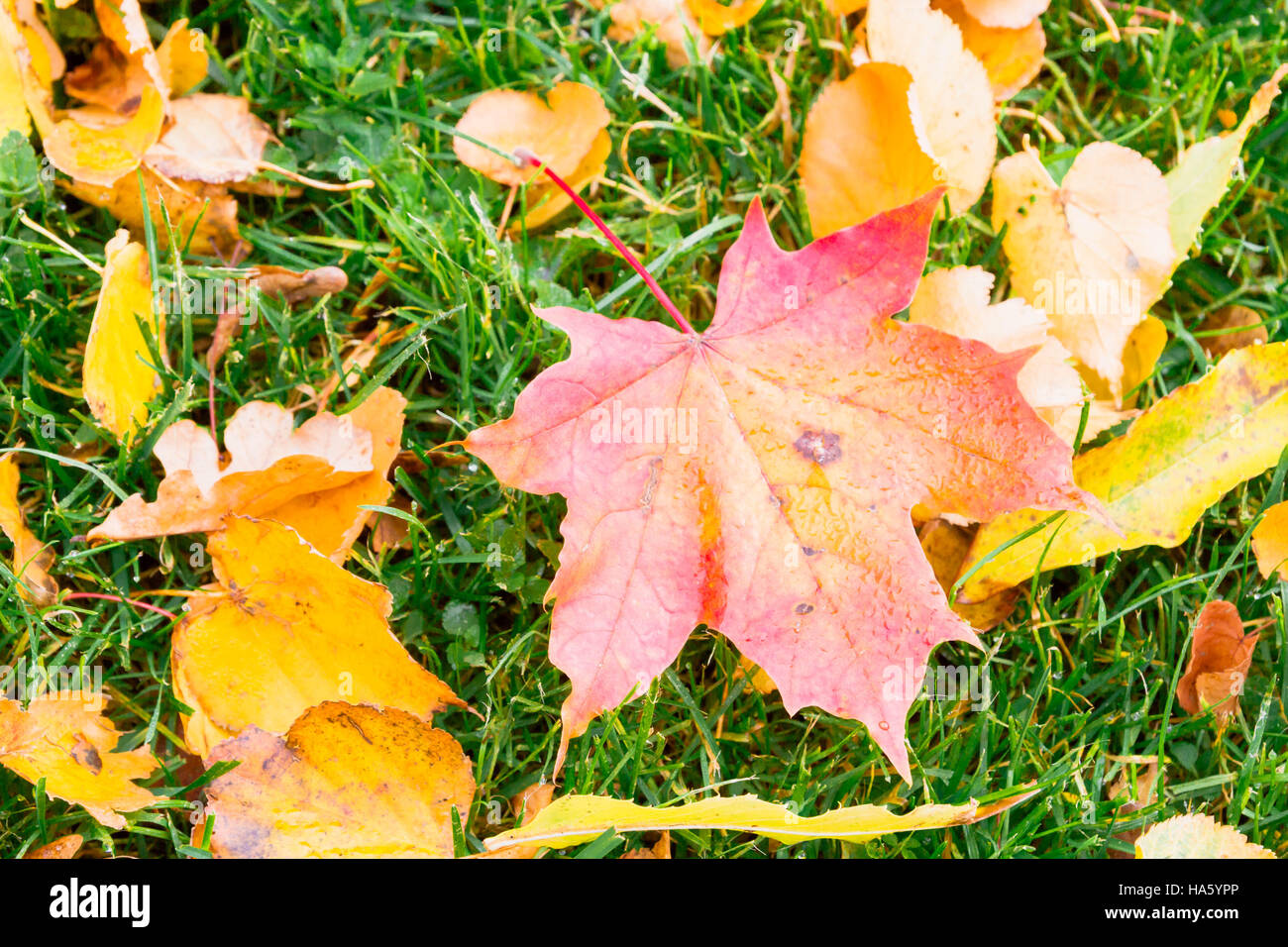Yellow and red leaves on green grass in autumn Stock Photo - Alamy