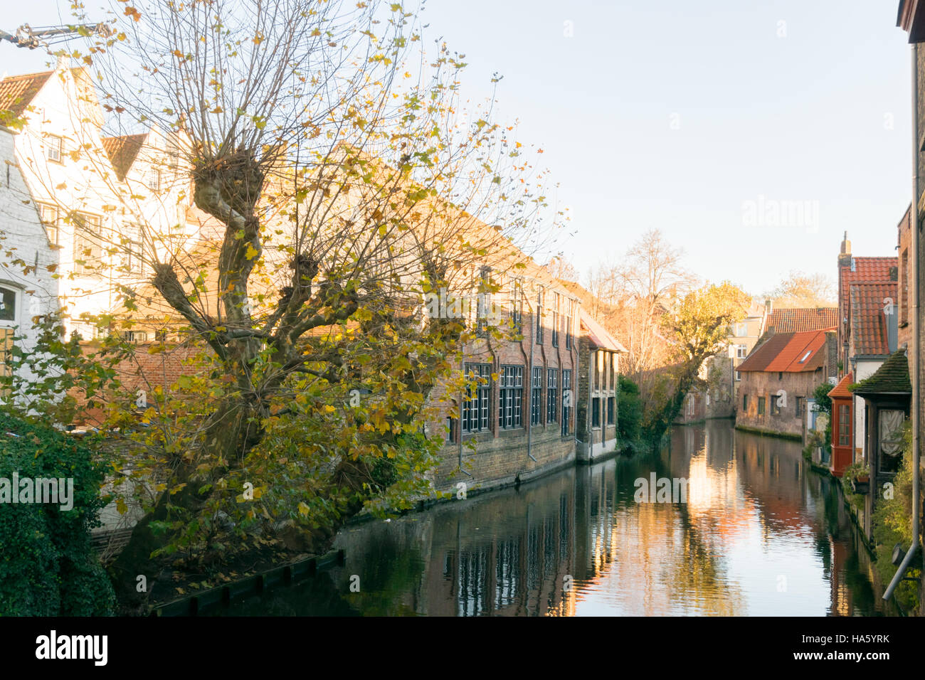 Tree on canal in Bruges Stock Photo - Alamy