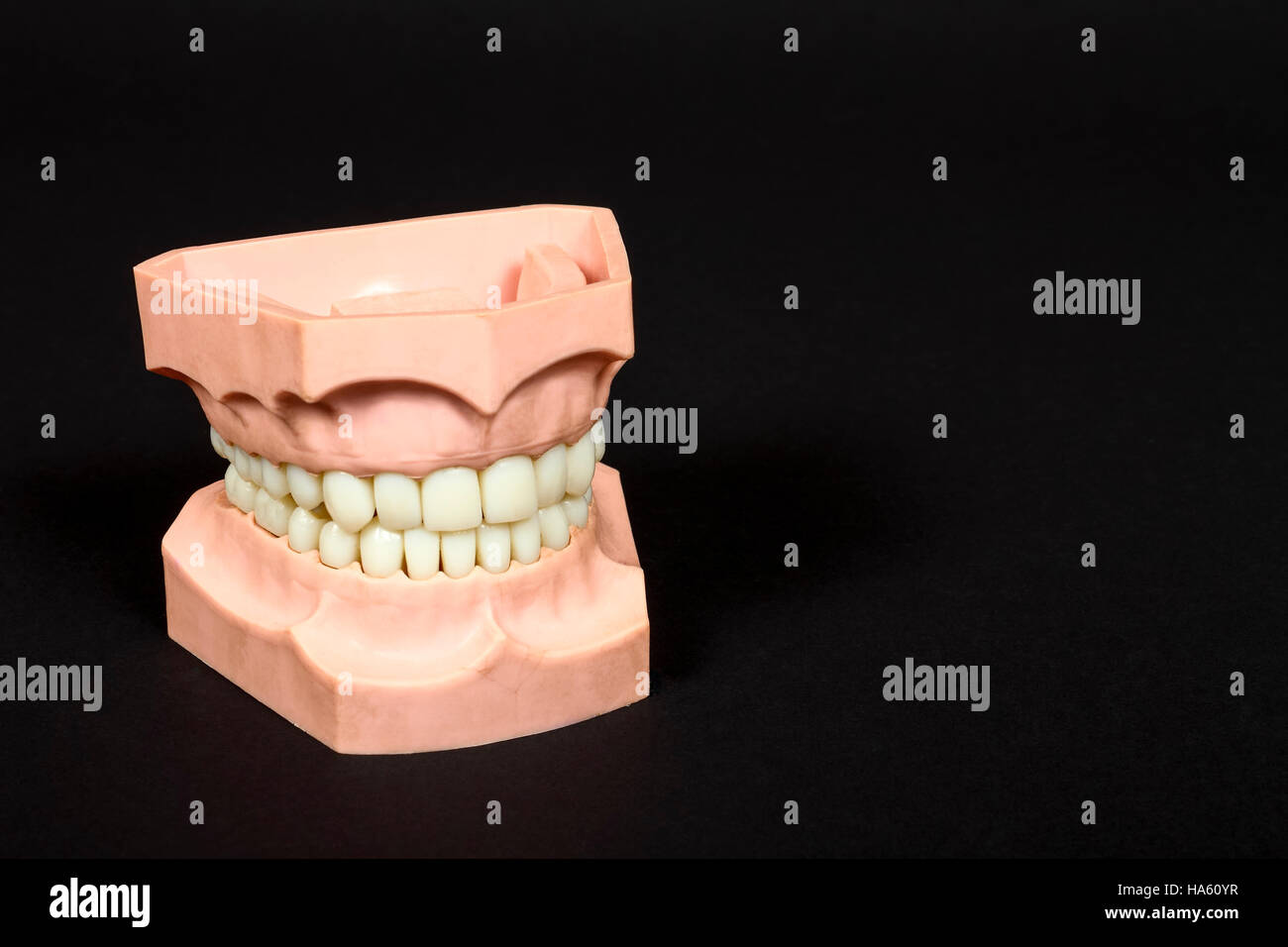 Model of a set of human teeth which show white teeth and healthy gums ...