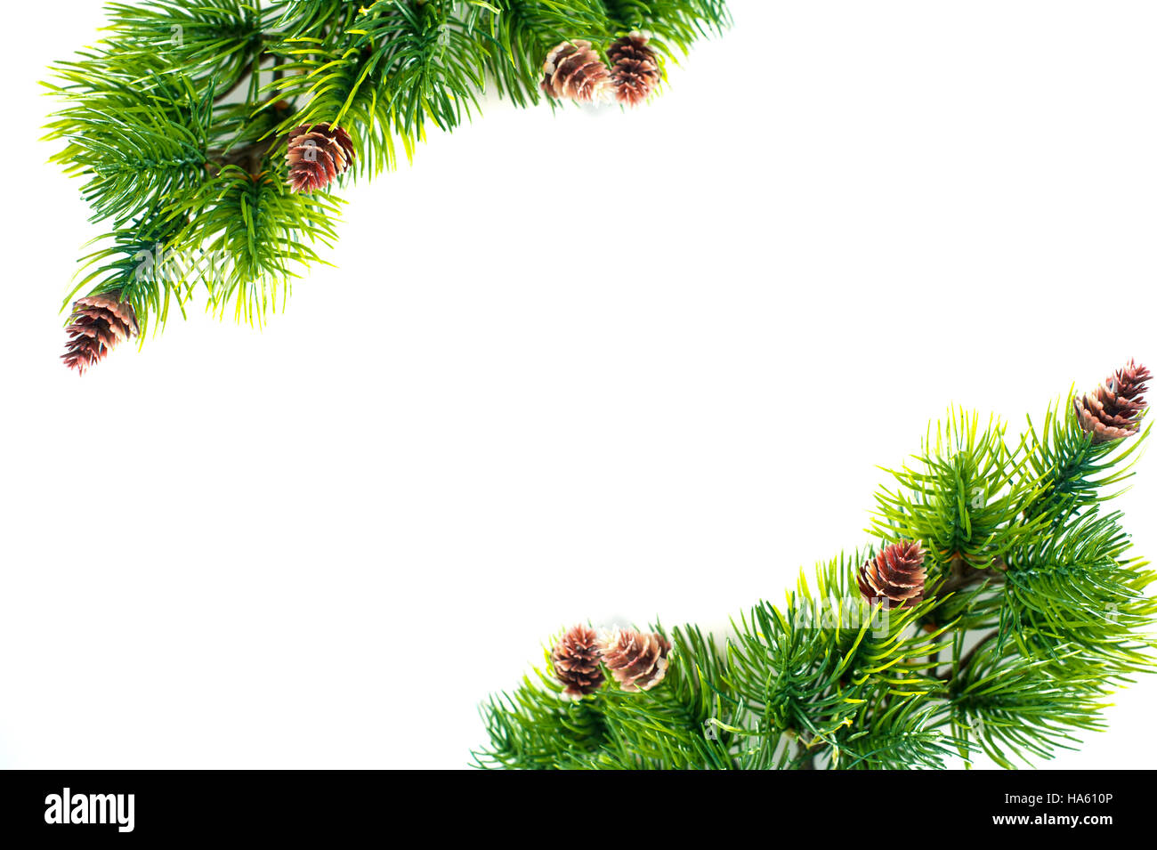 frame of spruce branches on a white background Stock Photo - Alamy