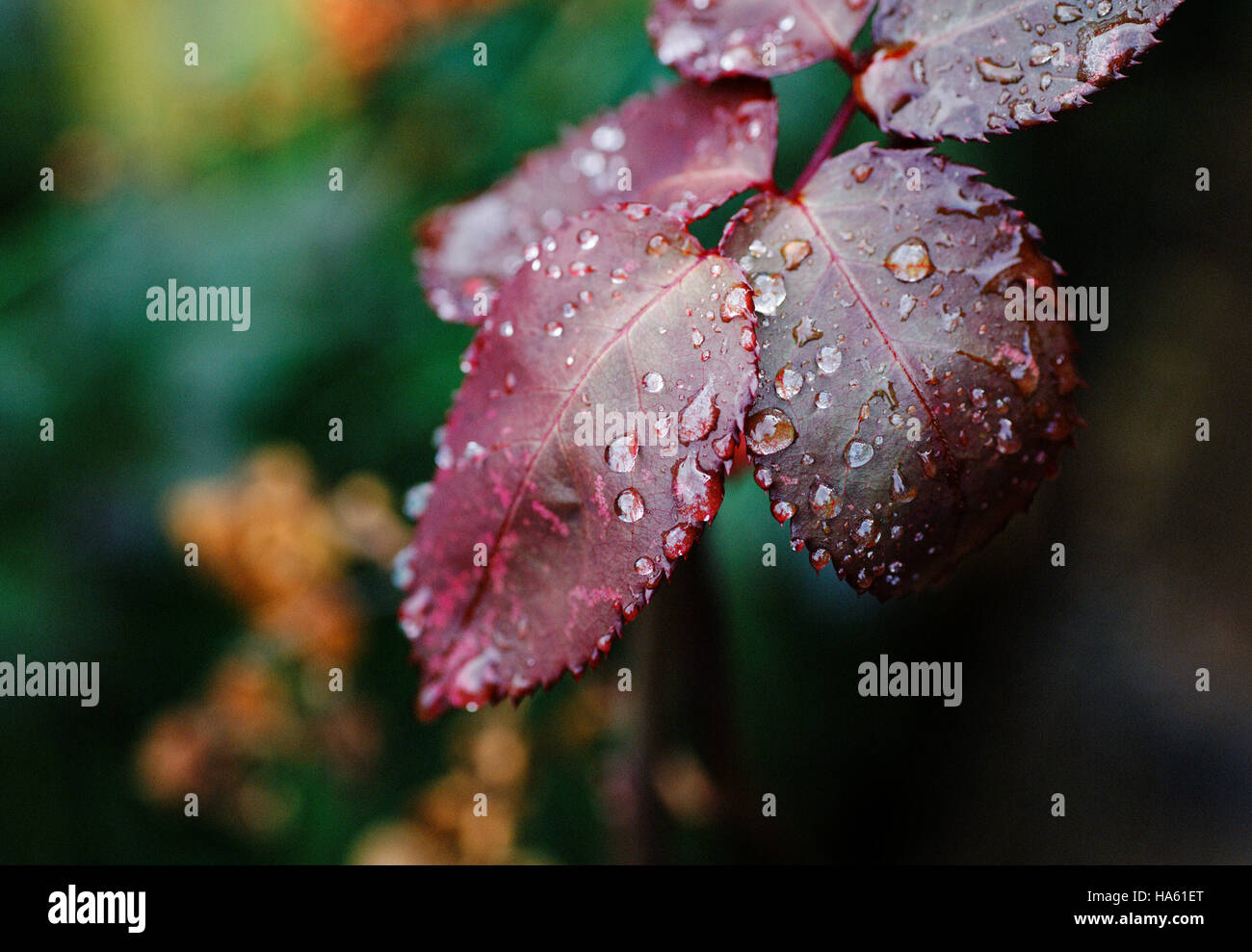 Rose and leaf hi-res stock photography and images - Alamy