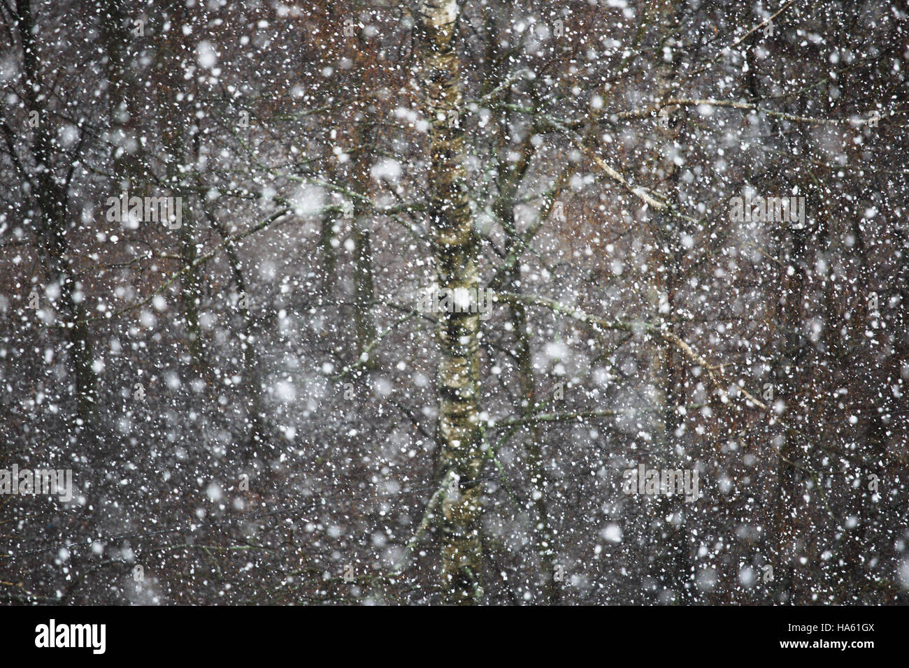 Winter falling snow over trees background. Real natural photo Stock ...