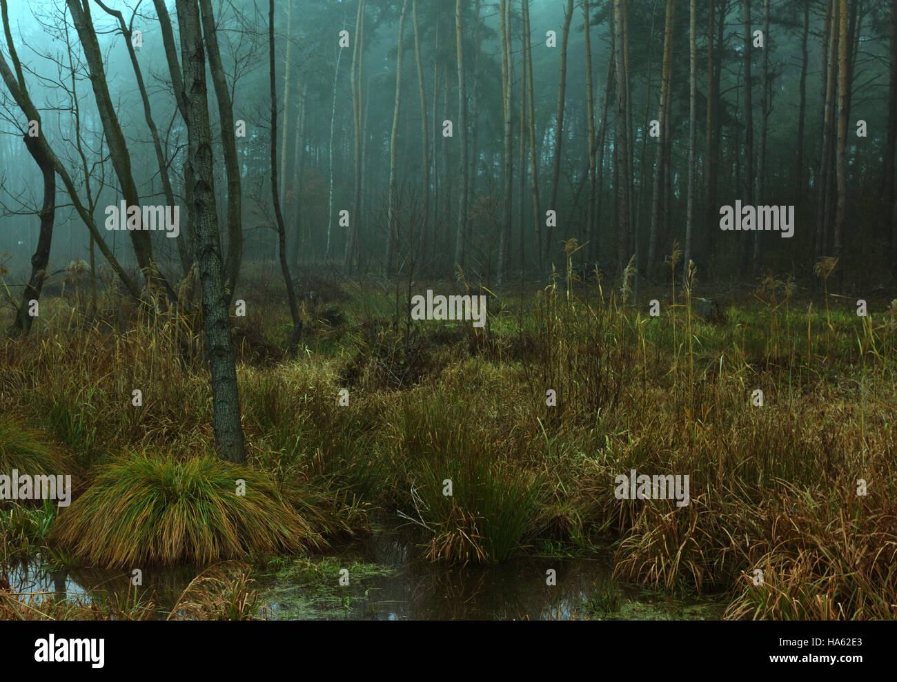 Dense marsh hi-res stock photography and images - Alamy