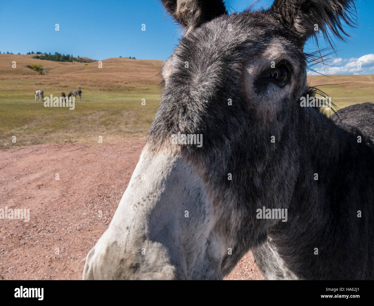 Burro begging on the road, Custer State Park, Wildlife Loop Road ...
