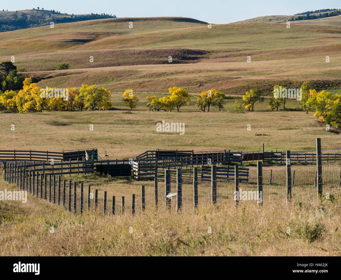 Buffalo corral fence, autumn color, Wildlife Loop Road, Custer State ...