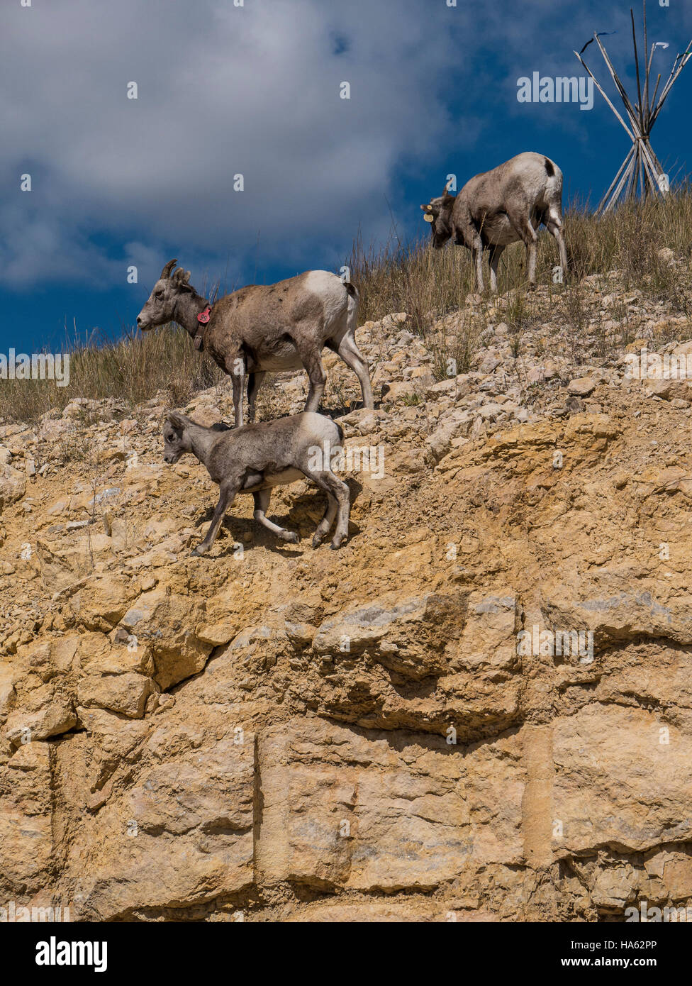 Bighorn Sheep outside Deadwood, South Dakota Stock Photo - Alamy