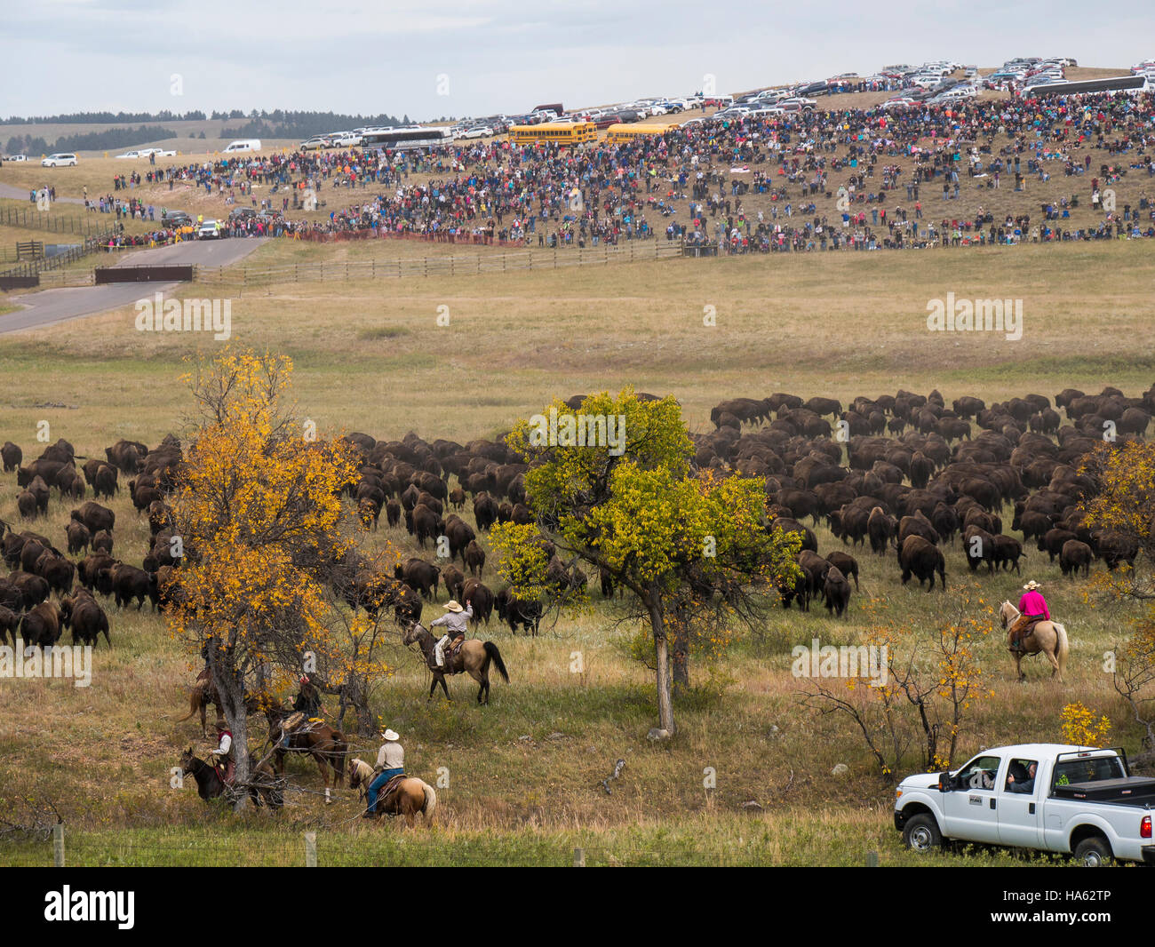 In front of North Viewing area, Buffalo Roundup, Custer State Park ...