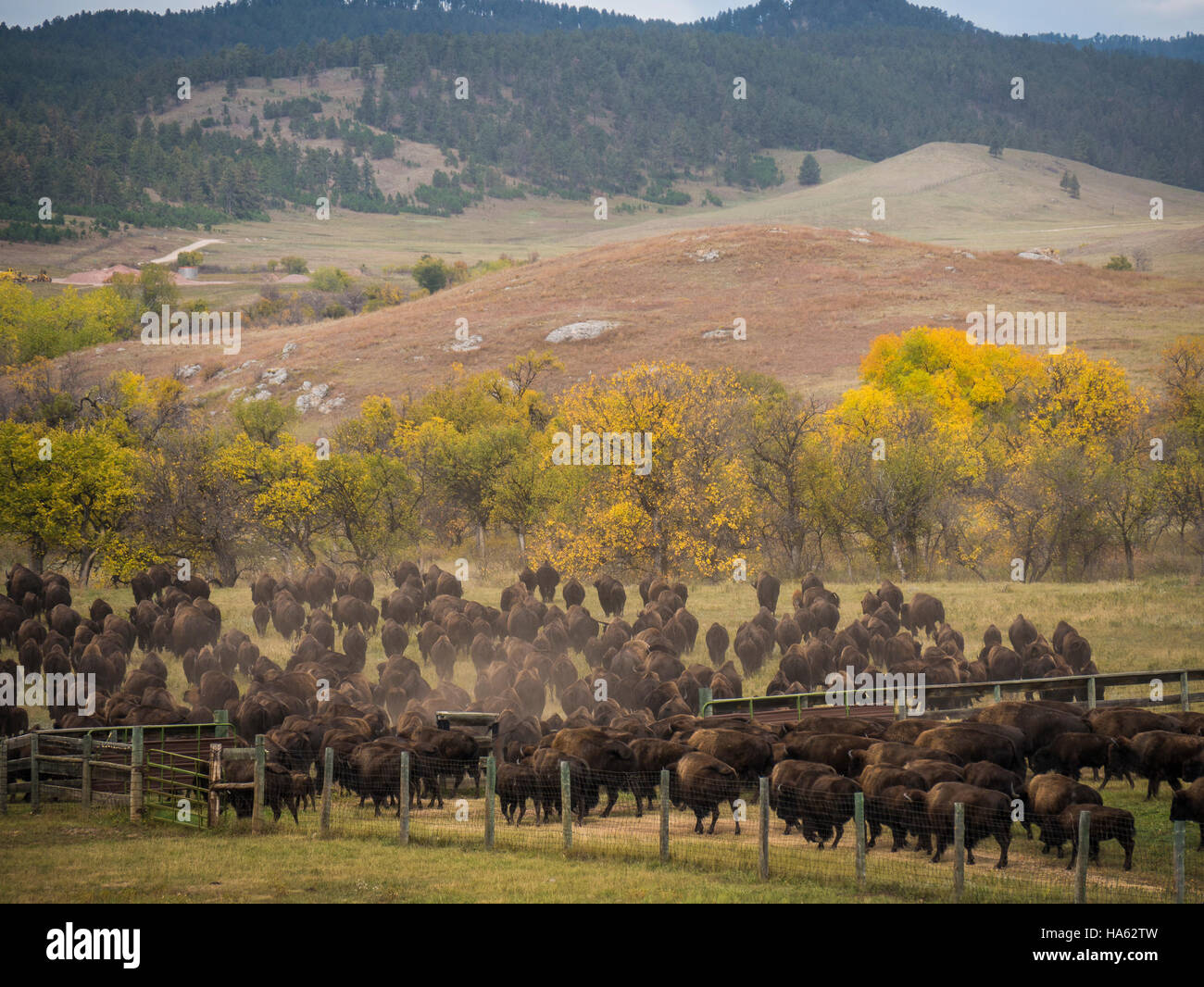 Running through the gates, Buffalo Roundup, Custer State Park, South ...