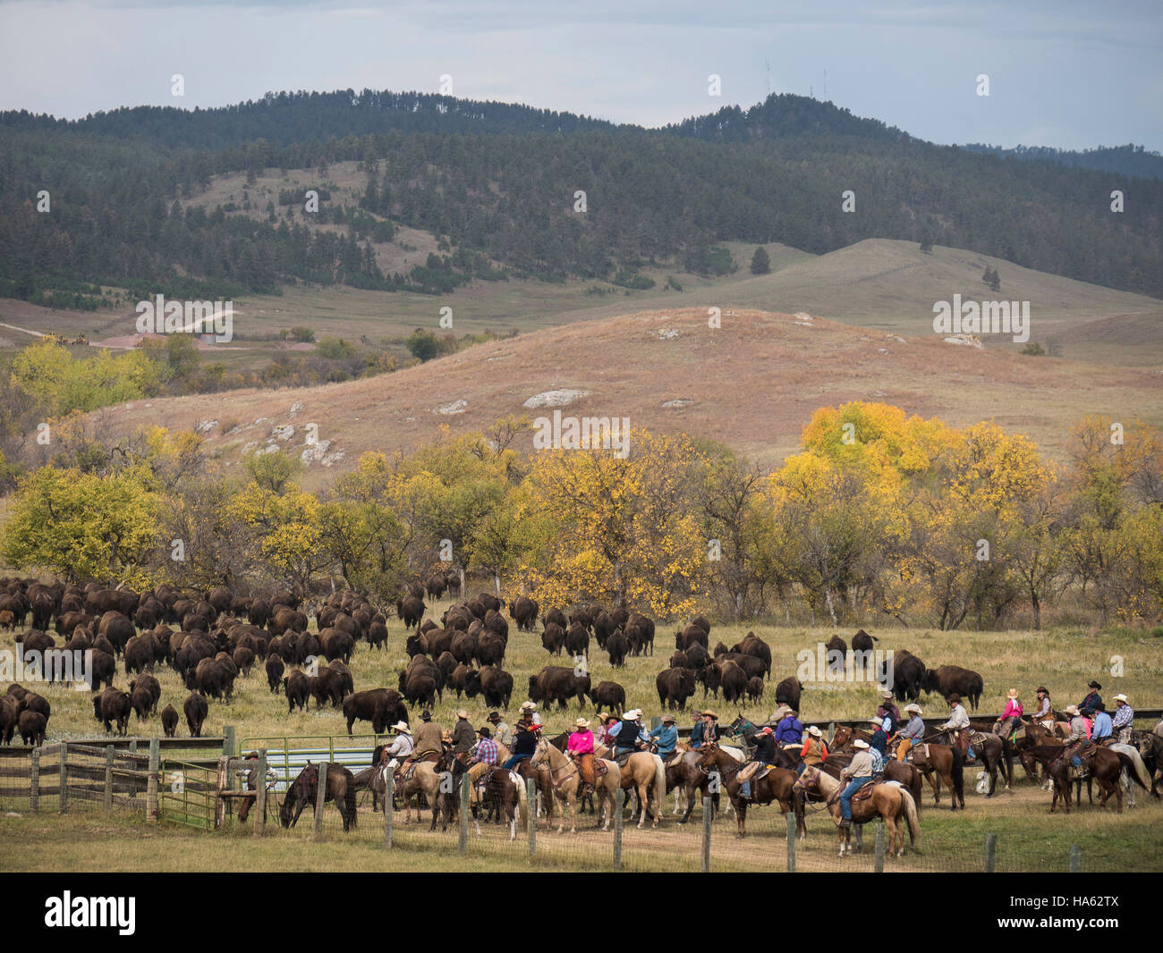 Running through the gates, Buffalo Roundup, Custer State Park, South ...