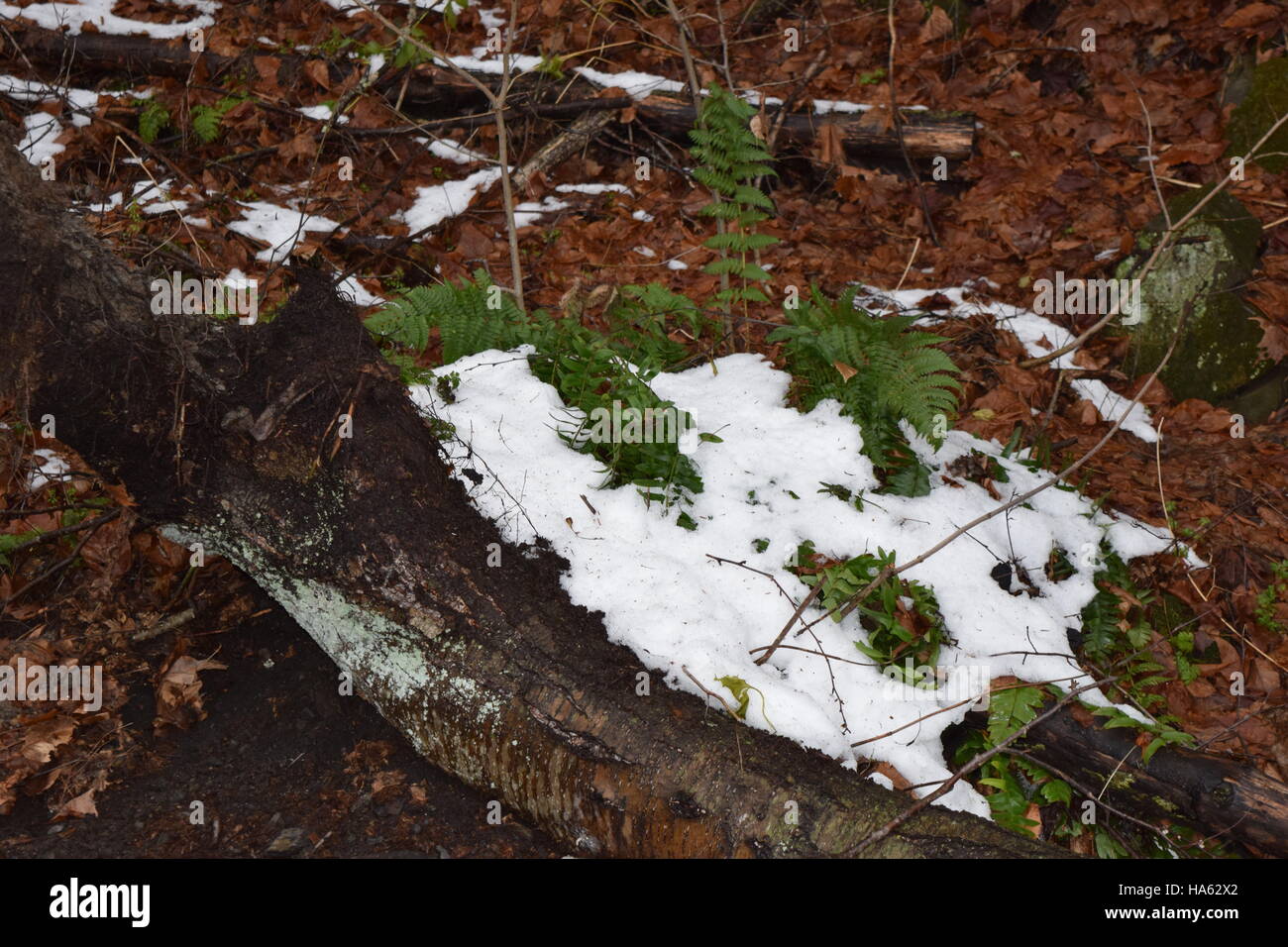 A Log Covered in Snow Stock Photo - Alamy