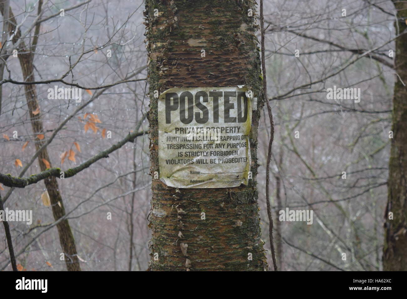 Property with tree hi-res stock photography and images - Alamy