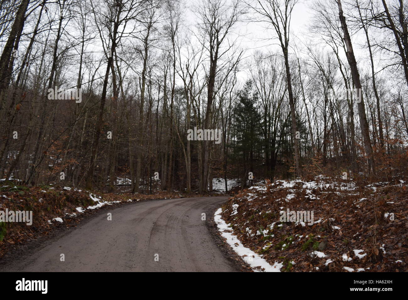 Curved Dirt Road through a Forest Stock Photo - Alamy