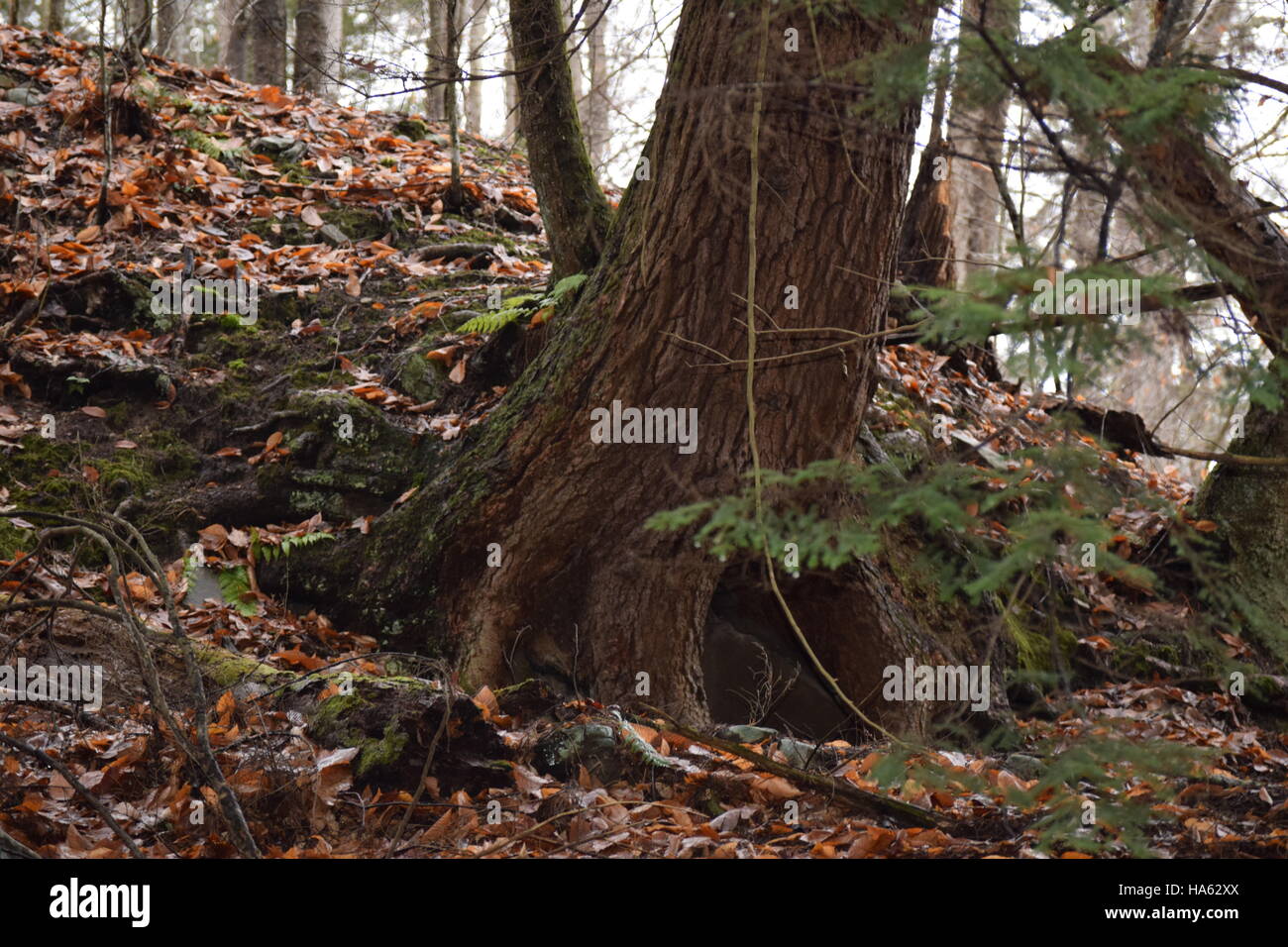 Large Roots on a Tree Stock Photo - Alamy