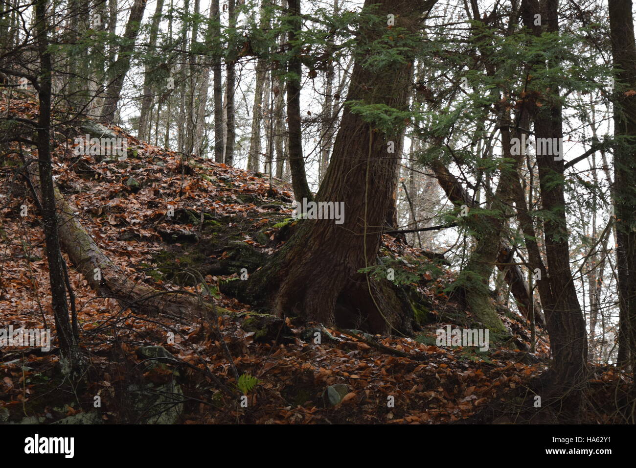 Tree With Large Roots Stock Photo - Alamy