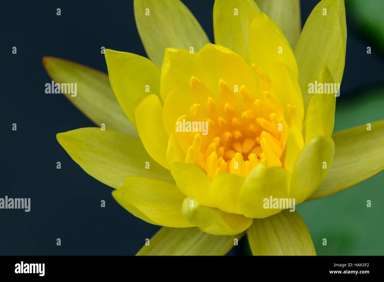 Yellow's lily heart Stock Photo - Alamy