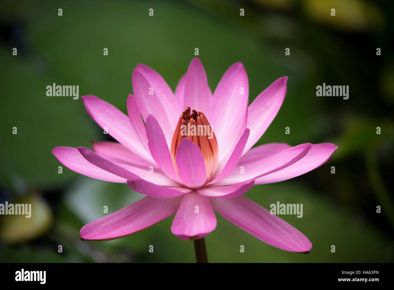 Big round and pink Stock Photo - Alamy