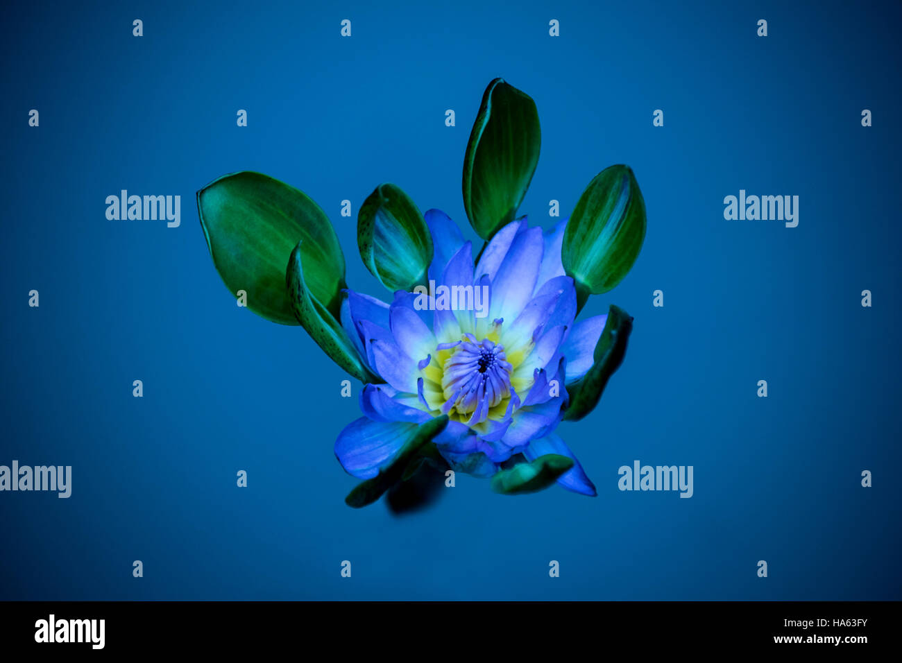 Blue lily hi-res stock photography and images - Alamy