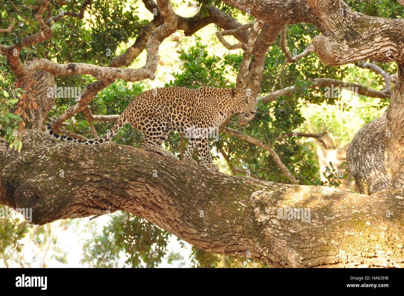 Sri Lankan Leopard (Panthera Pardus kotiya Stock Photo - Alamy