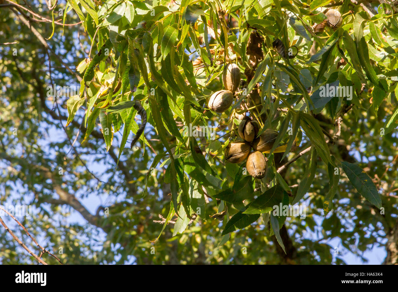 Pecan Tree Branches High Resolution Stock Photography and Images - Alamy