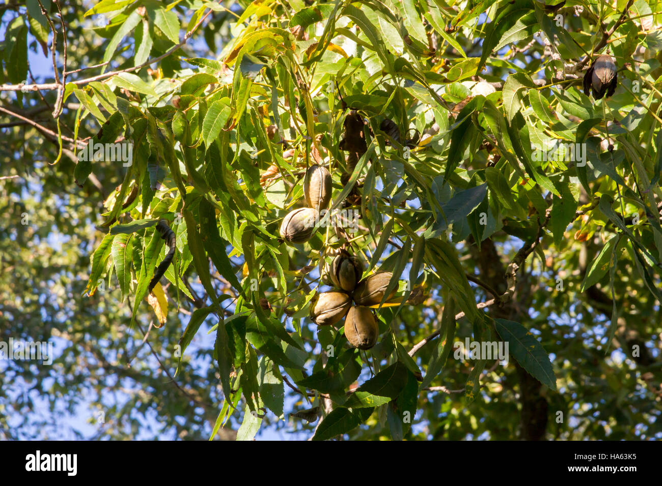 Pecan tree growing hi-res stock photography and images - Alamy