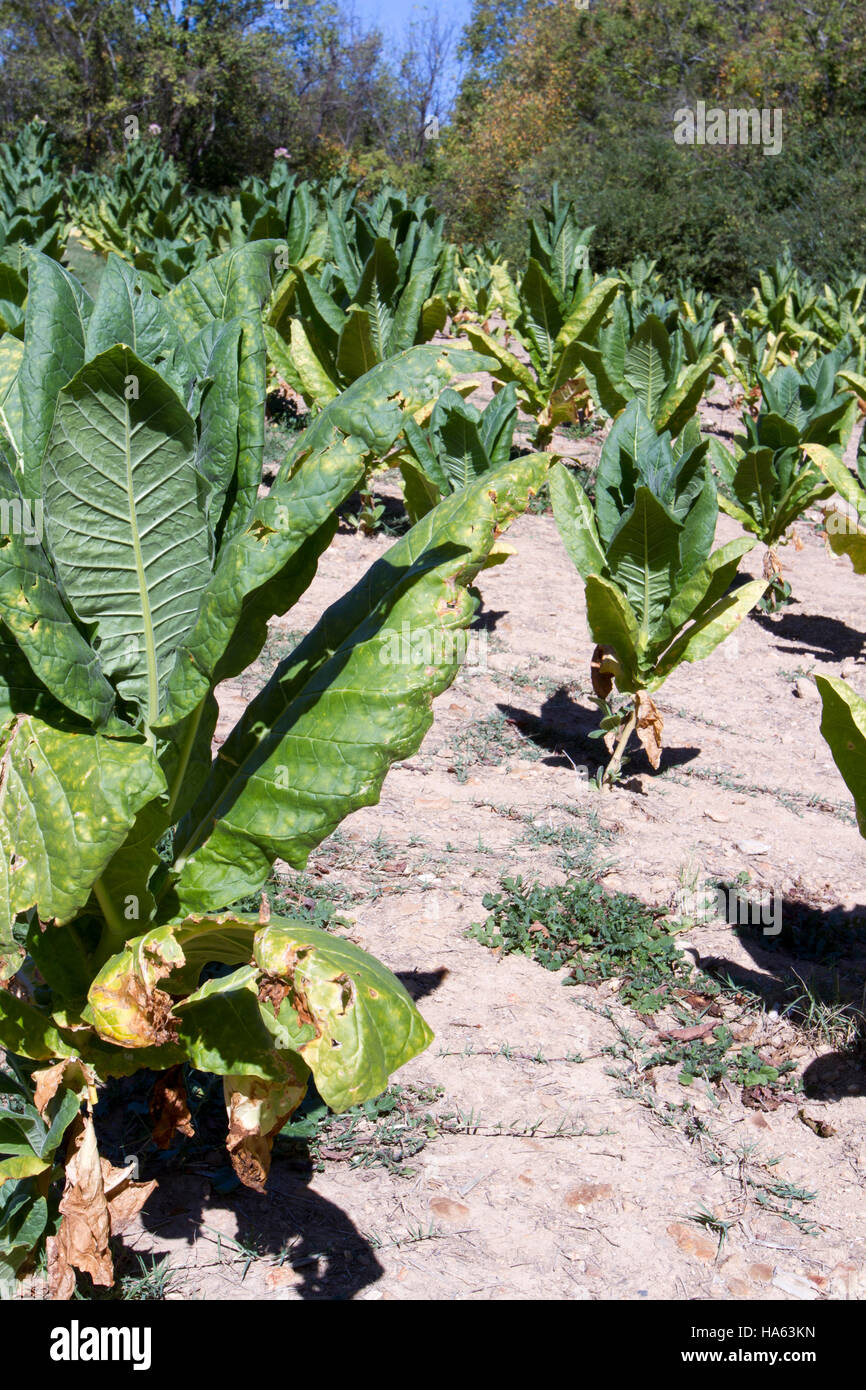 Tobacco plants usa hi-res stock photography and images - Alamy