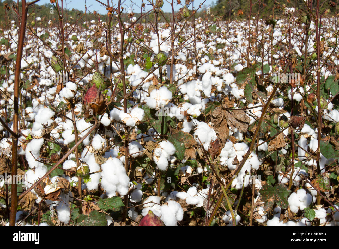 Bols of cotton on plants in field of rural Tennessee Stock Photo - Alamy