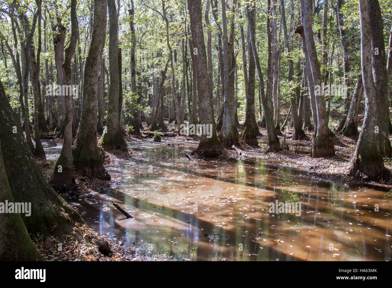 Cypress and water tupelo tree swamp along Natchez Trace Parkway in ...