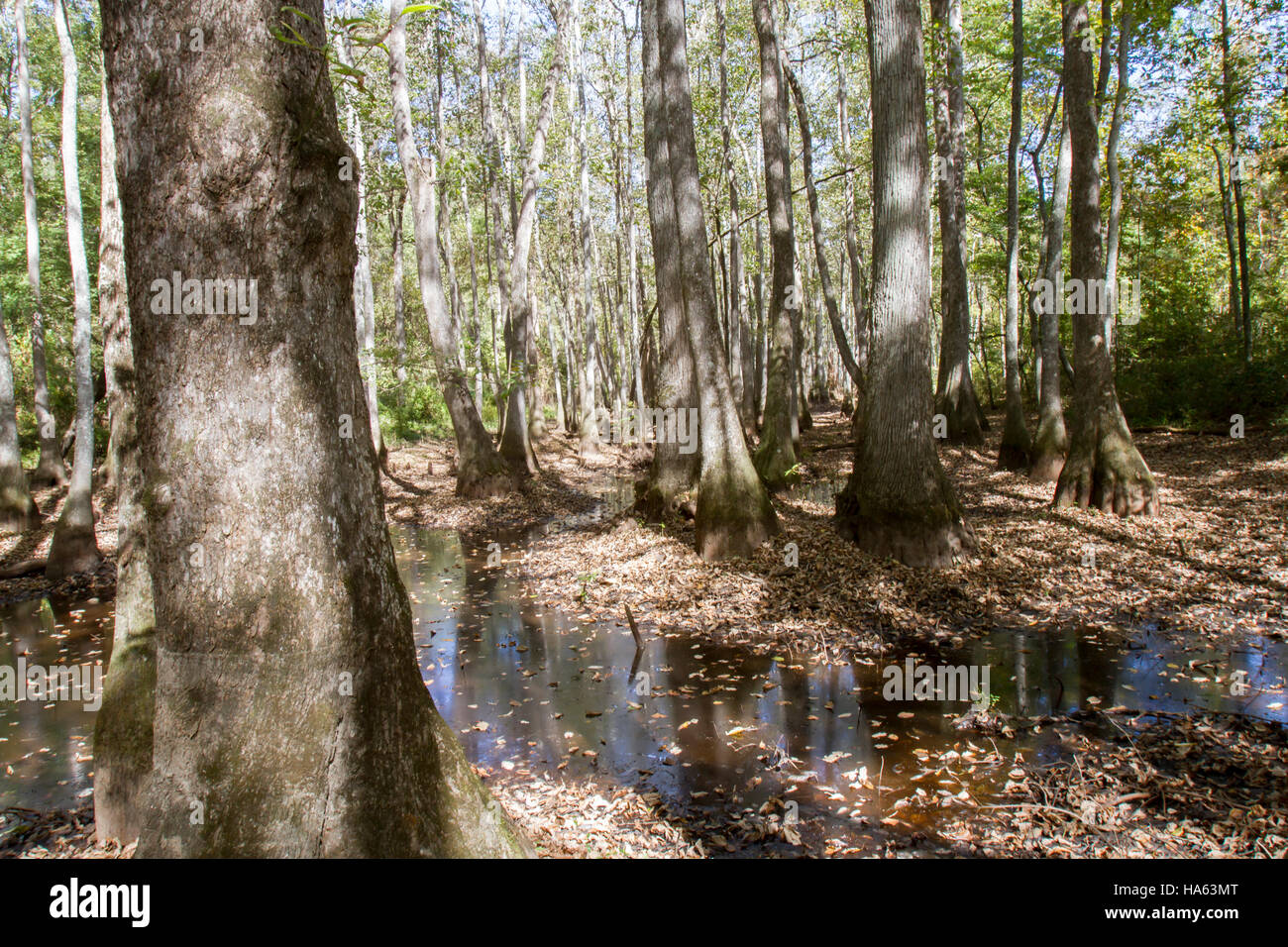 Water tupelo hi-res stock photography and images - Alamy
