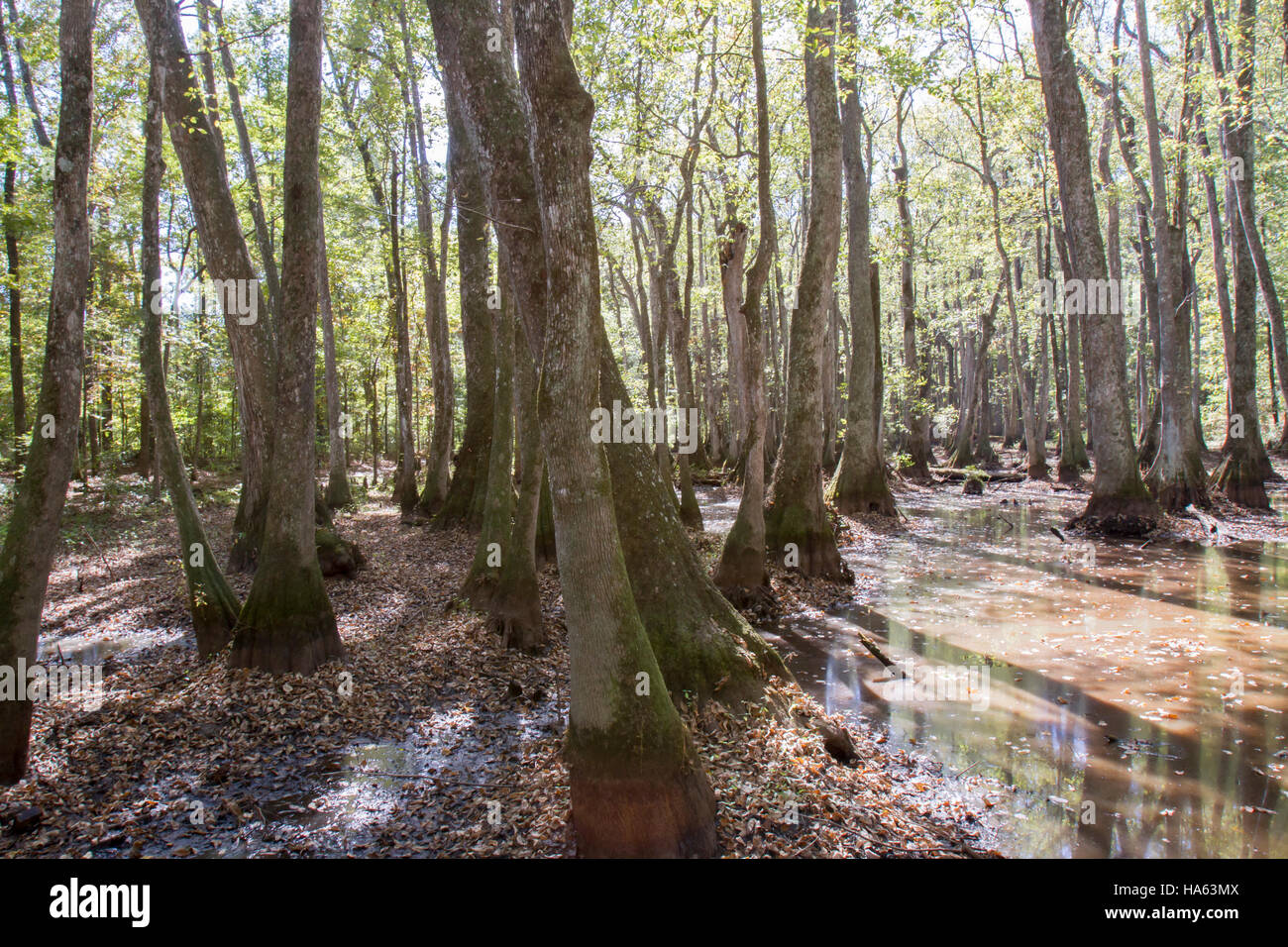 Water tupelo hi-res stock photography and images - Alamy