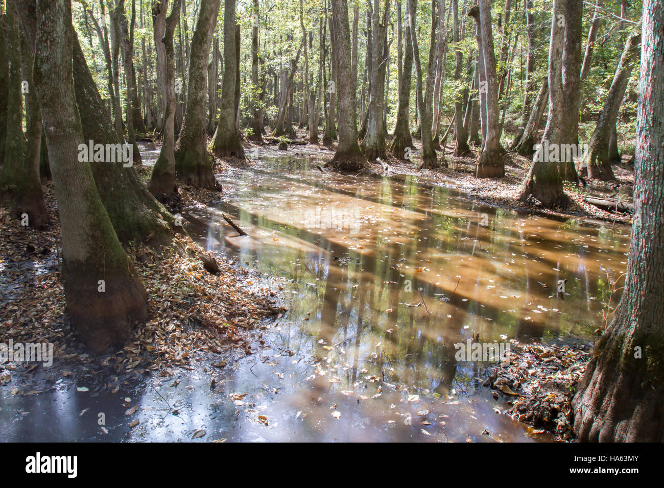 Water tupelo hi-res stock photography and images - Alamy