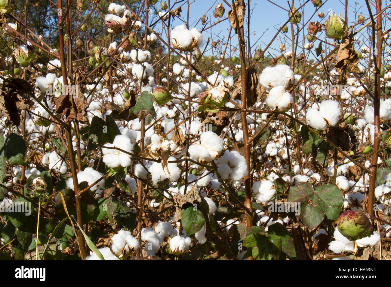 Bols of cotton on plants in field of rural Tennessee Stock Photo - Alamy