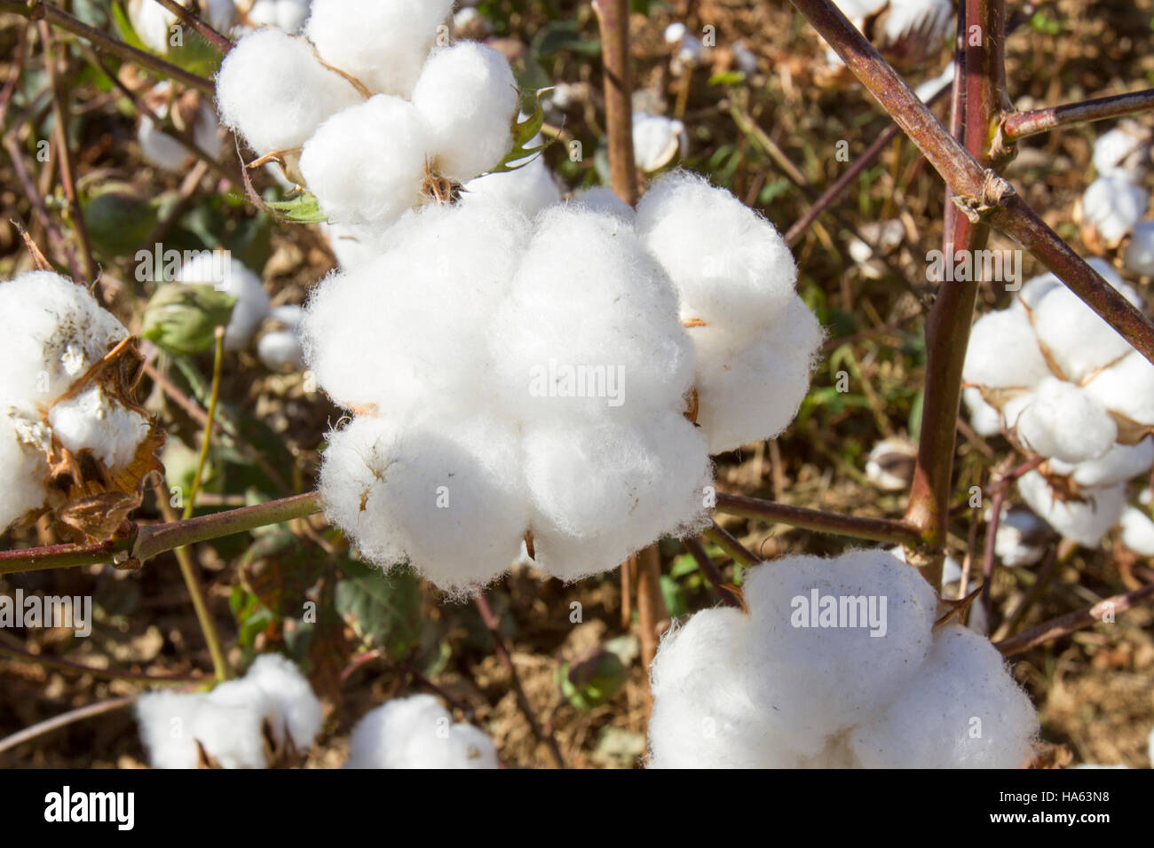 Bols of cotton on plants in field of rural Tennessee Stock Photo - Alamy