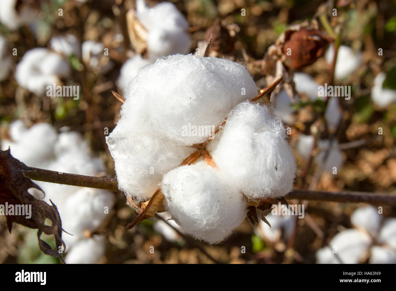 Bols of cotton on plants in field of rural Tennessee Stock Photo - Alamy