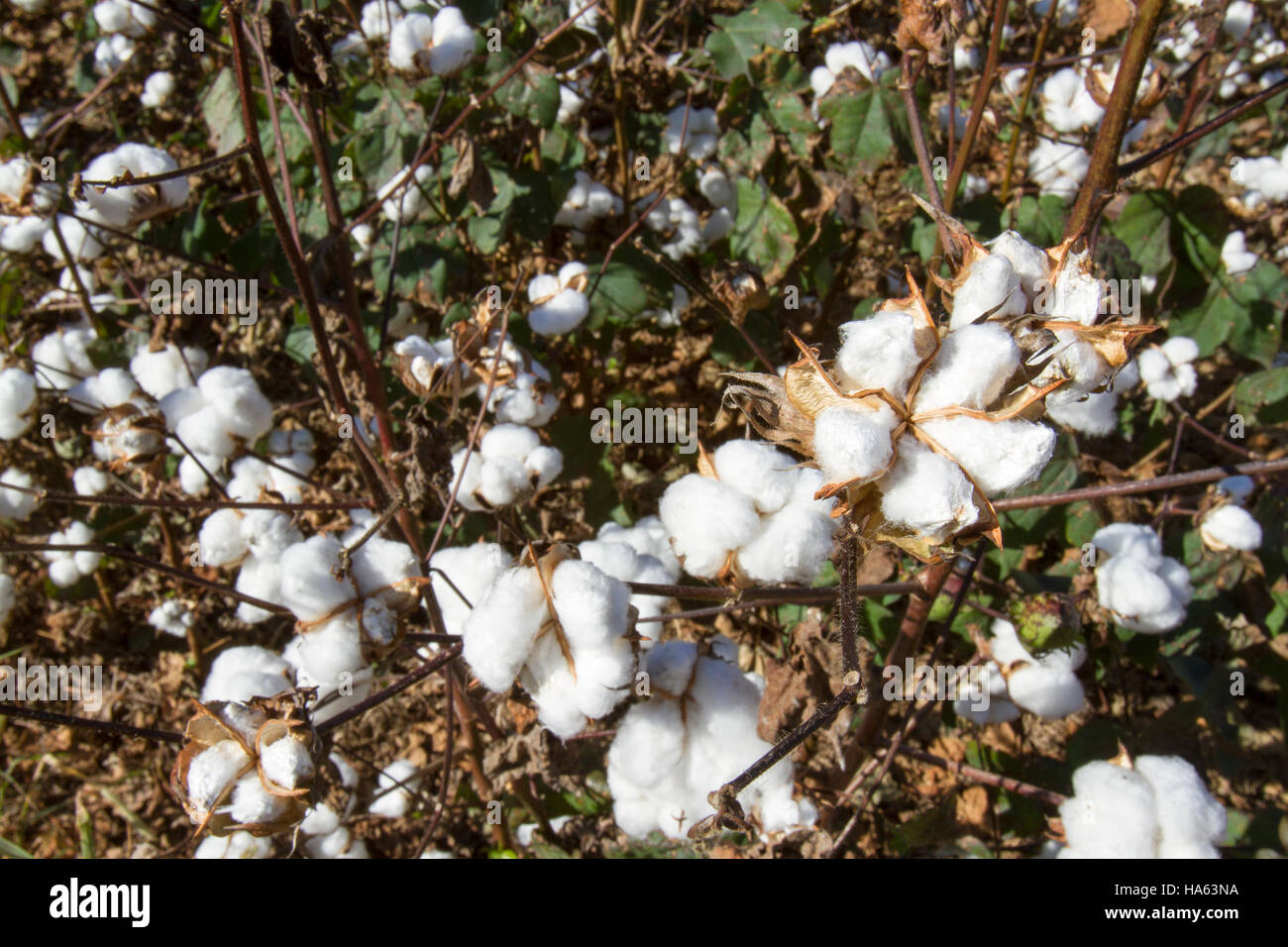 Bols of cotton on plants in field of rural Tennessee Stock Photo - Alamy