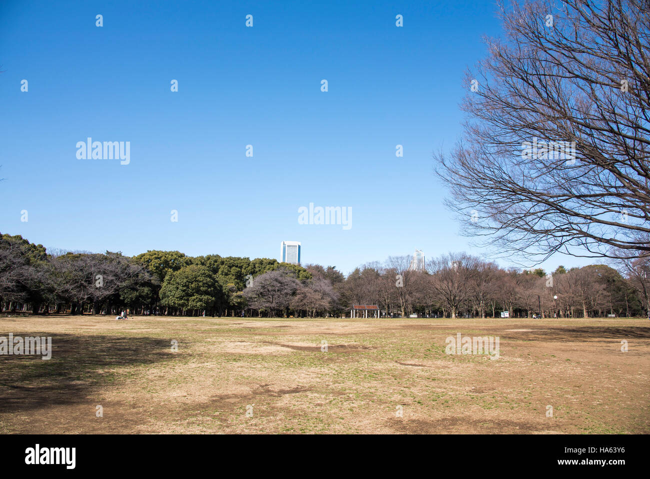 Border of Winter and Spring,Yoyogi Park,Shibuya-Ku,Tokyo,Japan Stock ...