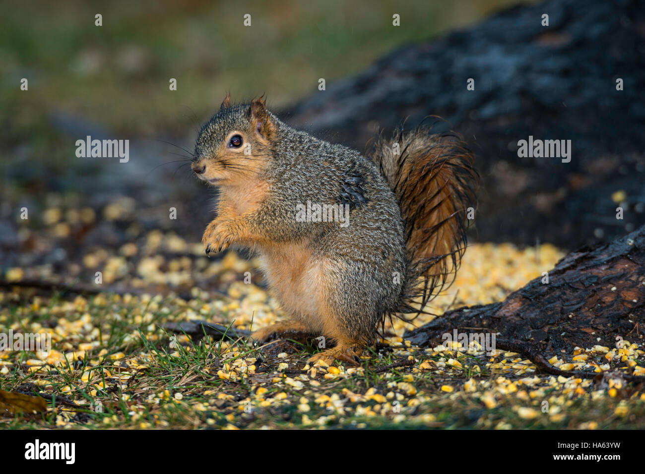 Fox Squirrel foraging on ground for spilled corn Stock Photo - Alamy