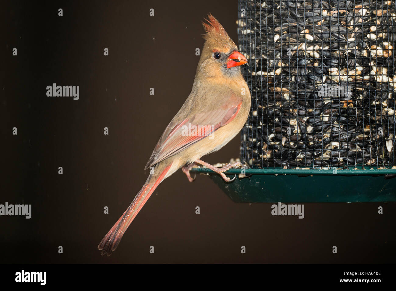 Female Northern Cardinal perched on seed feeder Stock Photo - Alamy